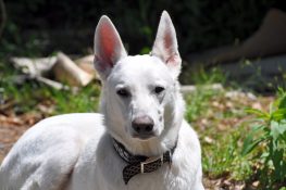 The Chinese Shepherd Dog: Everything You Need To Know