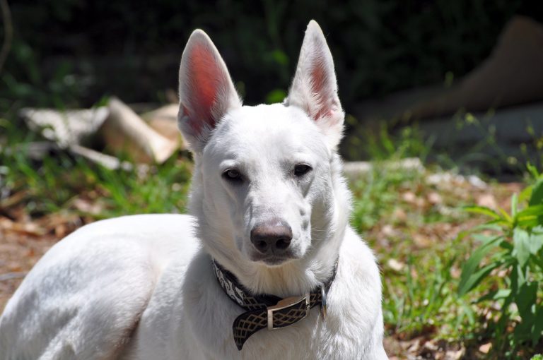 White German Shepherds: All You Need To Know