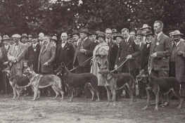 The Chinese Shepherd Dog: Everything You Need To Know