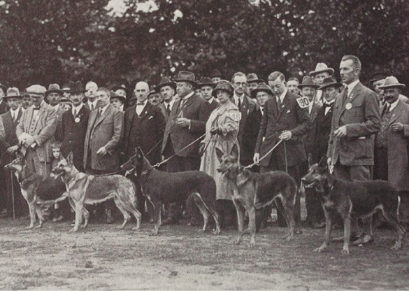 German Shepherd Dog History. GSD Breed History and Origin