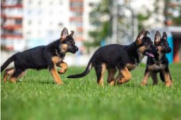Badass German Shepherd Names. Best Badass Male and Female GSD Names