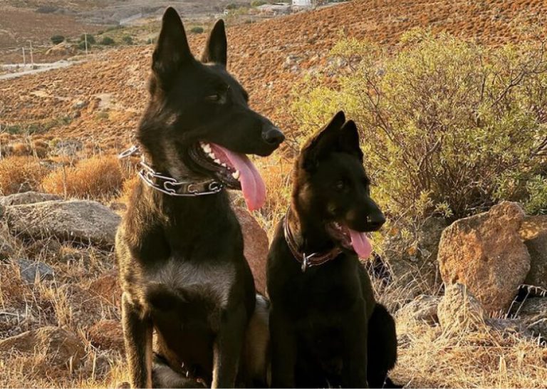 German Shepherd Colors. Amazing Coat And Color Varieties