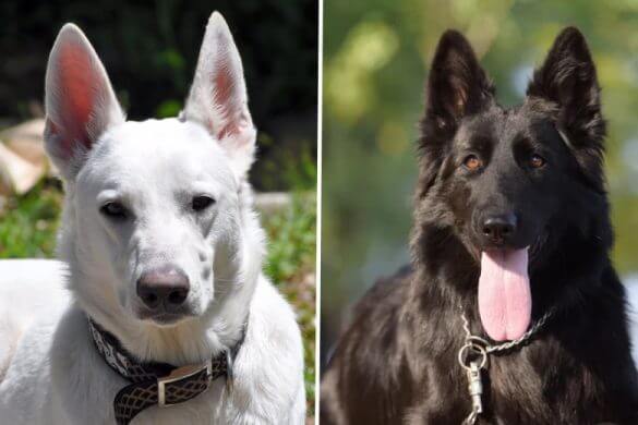 White German Shepherd. Their Origin, History and Information