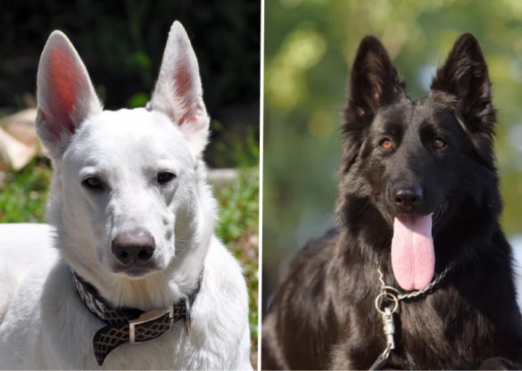 German Shepherd Colors. Amazing Coat And Color Varieties