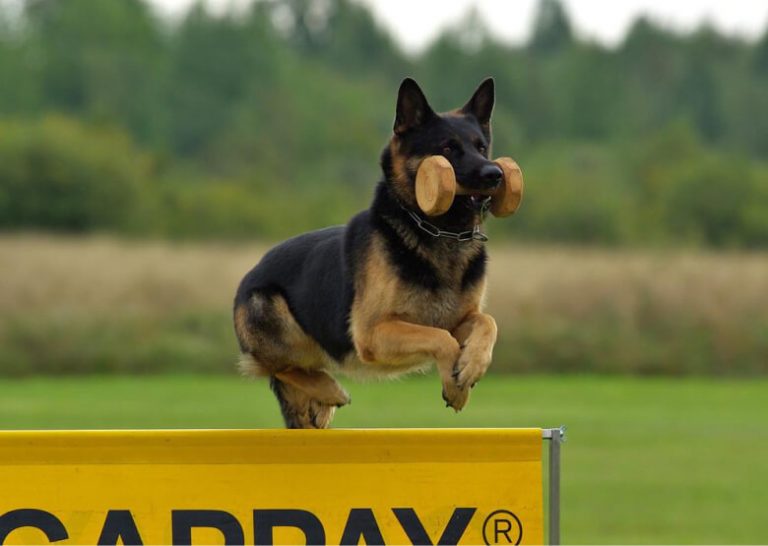 German Shepherd Breed Standard. Key characteristics and qualities