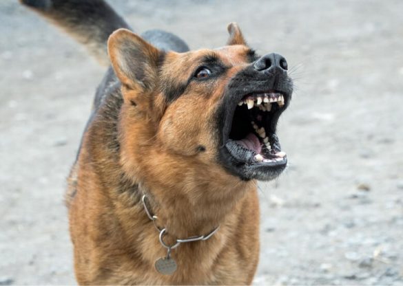 What You Should Know About German Shepherd Teeth: Facts and Advice