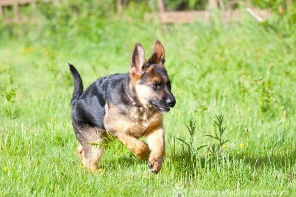 Badass German Shepherd Names. Best Badass Male and Female GSD Names