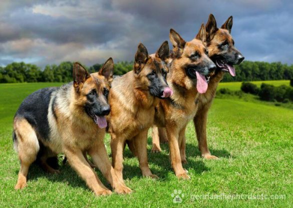 German Shepherd Growth Stages. GSD Growth Charts