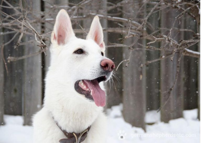 White German Shepherds: All You Need To Know