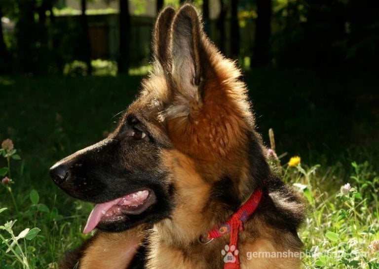 A 6 Month Old German Shepherd Puppy: What to Consider