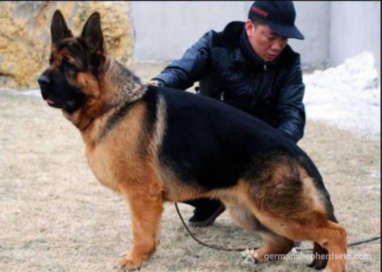 The Chinese Shepherd Dog: Everything You Need To Know