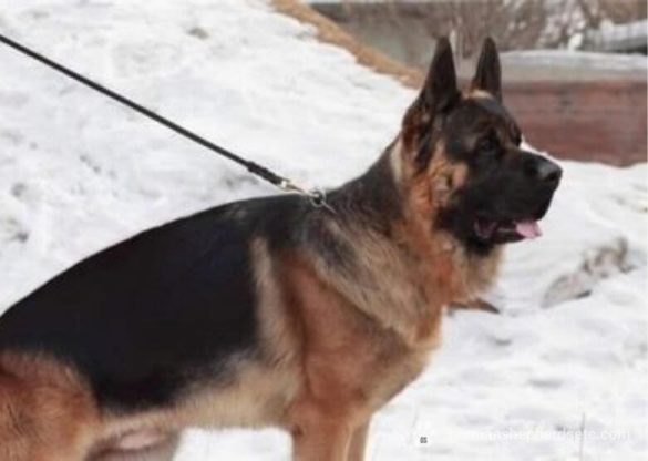 The Chinese Shepherd Dog: Everything You Need To Know