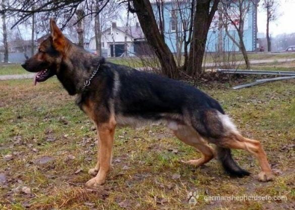 German Shepherd Types. Coats, Colors, and Breeding Lines varieties