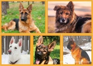German Shepherd Types. Coats, Colors, and Breeding Lines varieties