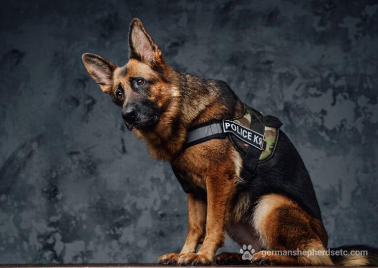 German Shepherd Types. Coats, Colors, and Breeding Lines varieties