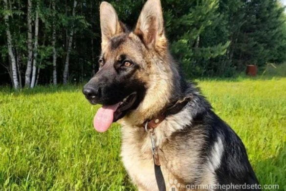 A 6 Month Old German Shepherd Puppy: What to Consider