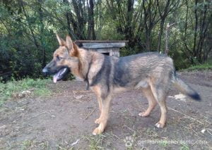 10 Month Old German Shepherd: A Complete Guide