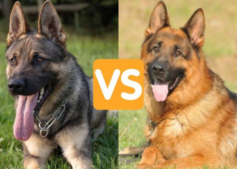 Working Line vs Show Line German Shepherd Dogs