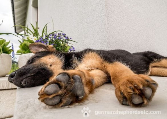 German Shepherd Sleeping Guide: What You Need to Know