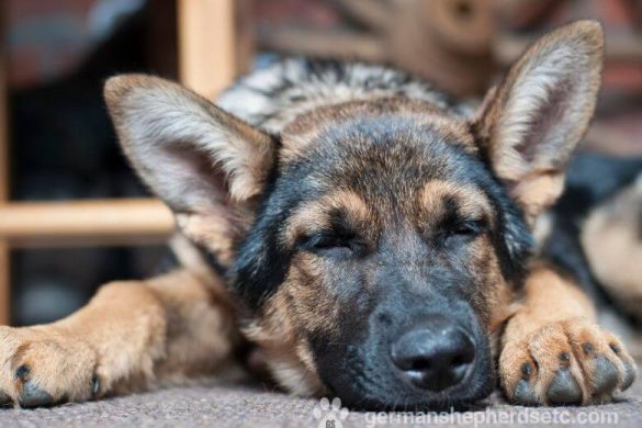 1 Year Old German Shepherd A Complete Guide
