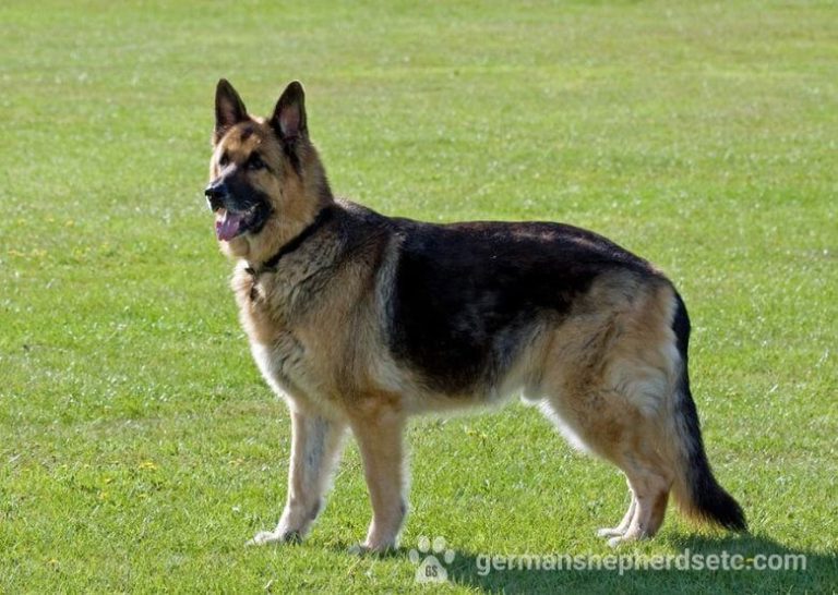 American Showline German Shepherds: A Detailed Guide