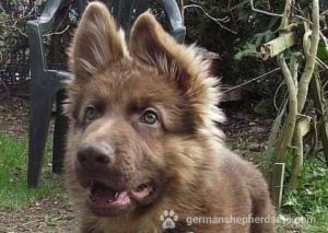 Liver German Shepherd: A Detailed Overview of this GSD color