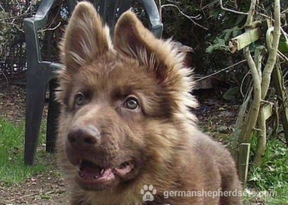 Liver German Shepherd: A Detailed Overview of this GSD color