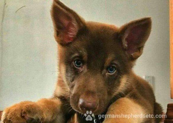 Liver German Shepherd: A Detailed Overview of this GSD color