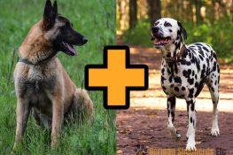 German Shepherd Types. Coats, Colors, and Breeding Lines varieties
