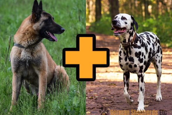 The Chinese Shepherd Dog: Everything You Need To Know